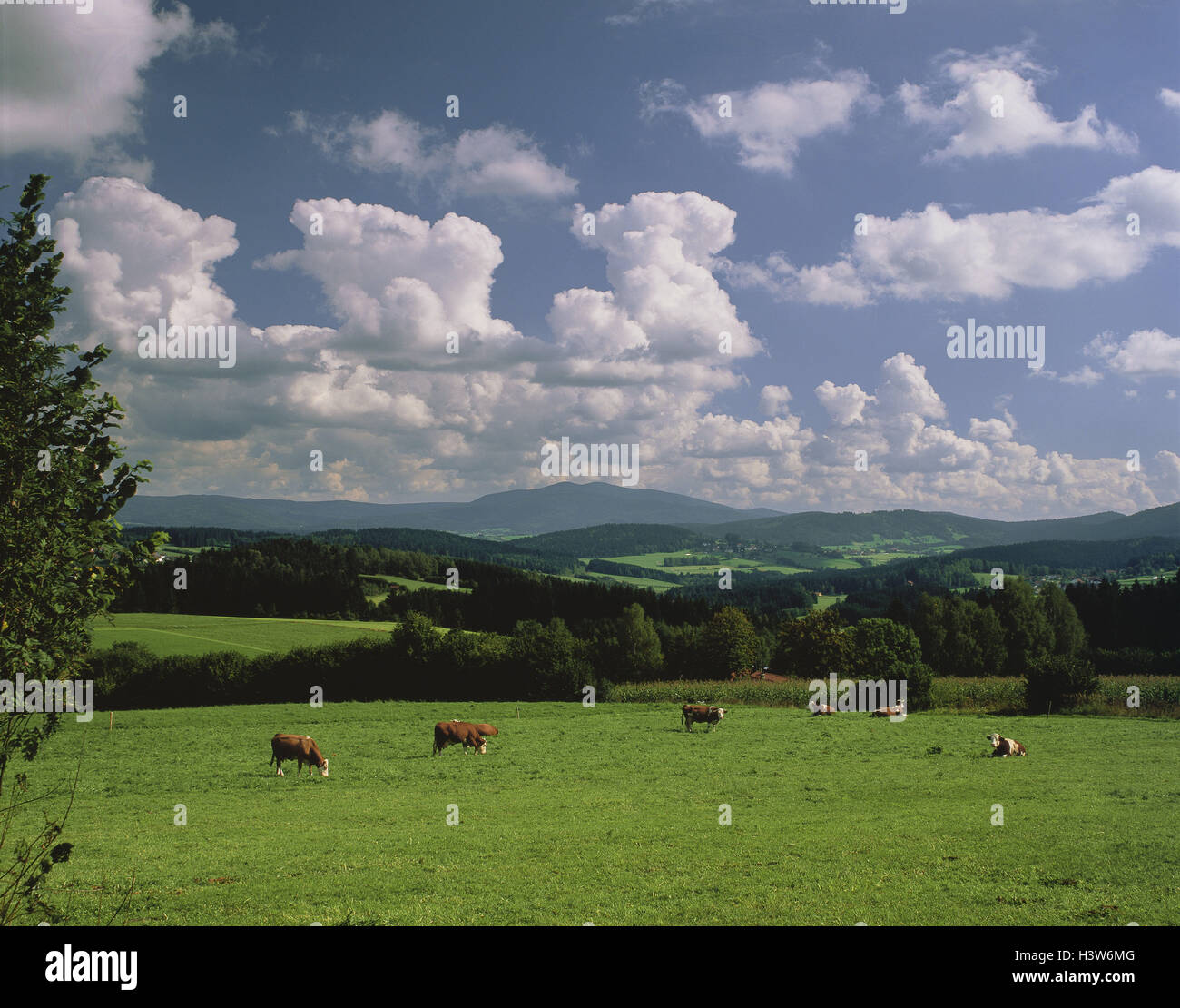 Germany, the Bavarian Forest, scenery with bishop's maize, Europe ...