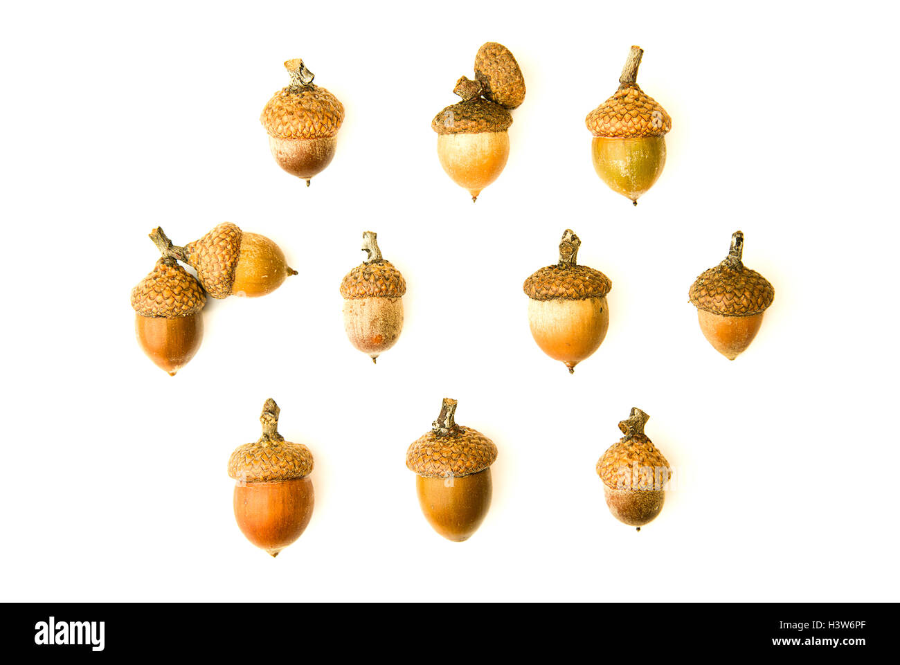Fallen acorn cap on hi-res stock photography and images - Alamy