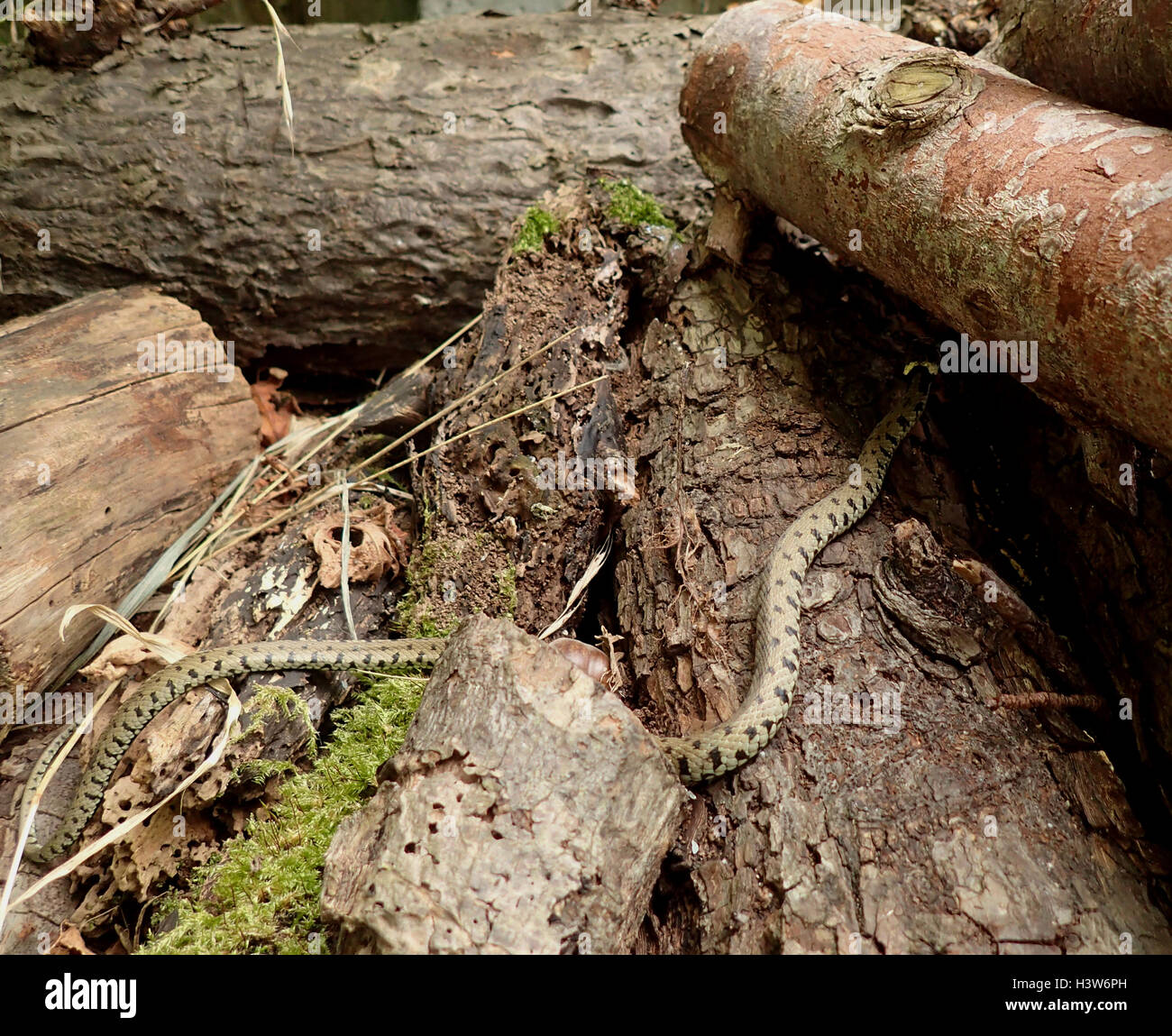 Male European grass snake (Natrix natrix) exploring a log pile Stock ...