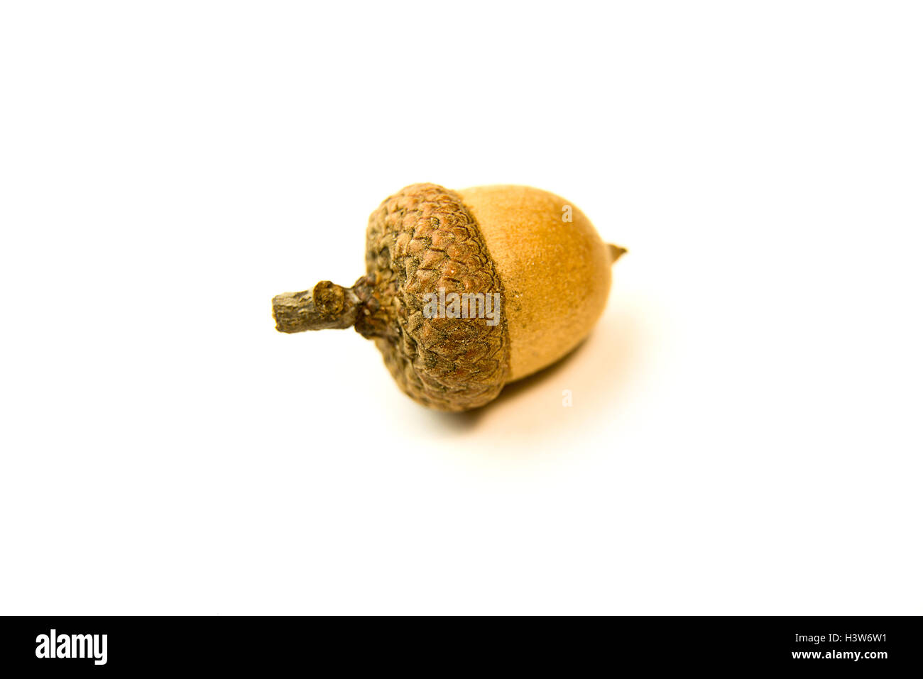 One dried autumn acorn on white Stock Photo - Alamy