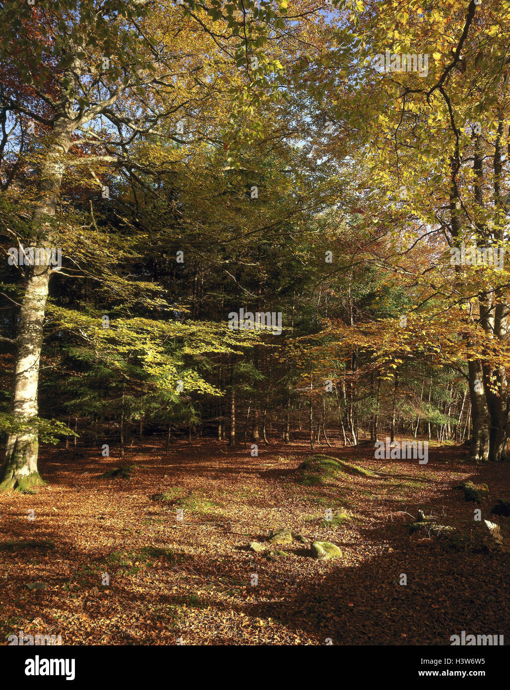 Autumn wood, nature, wood, deciduous forest, beech trees, plants ...