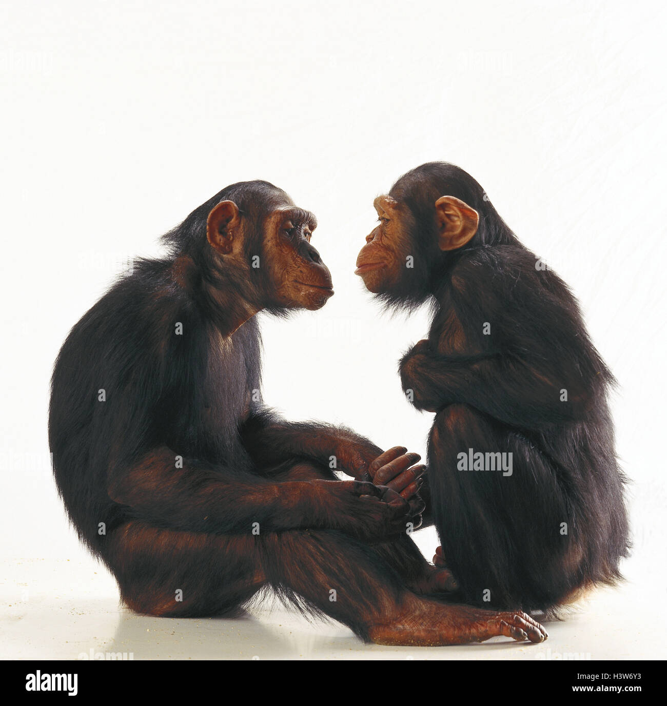 Chimpanzee's couple, Pan troglodytes, eye contact mammals, wild animals ...