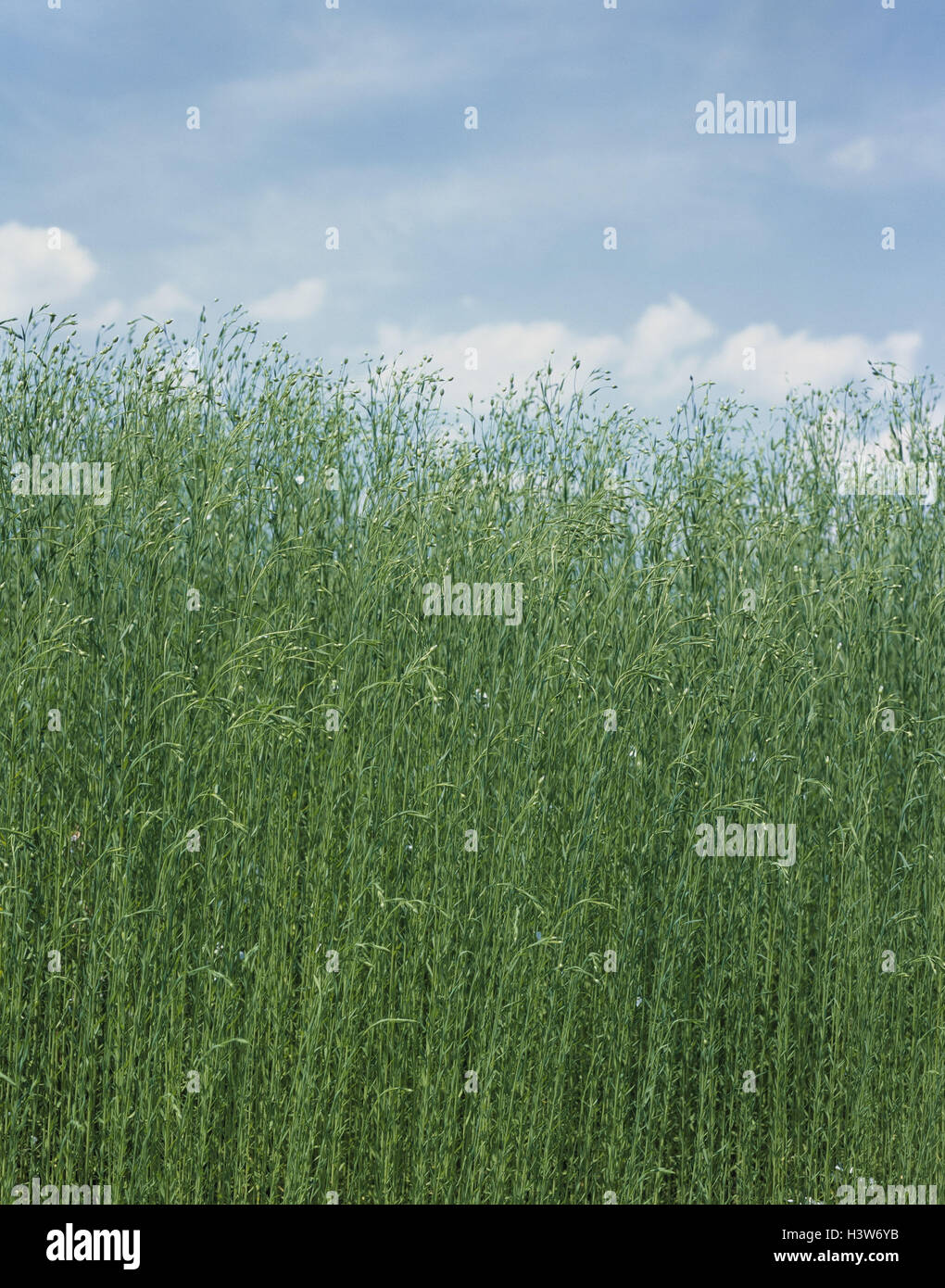 Flax cultivation, Linum usitatissimum, medicinal plants 2005 flax, flax ...