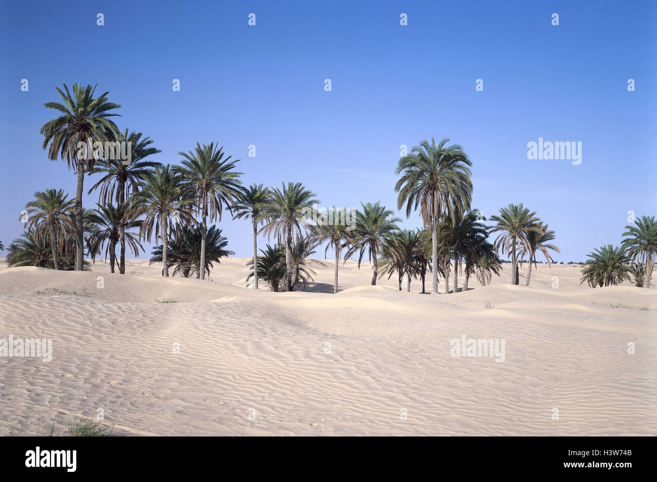 Tunisia, desert, oasis, palms, Africa, desert, wild scenery, dunes ...