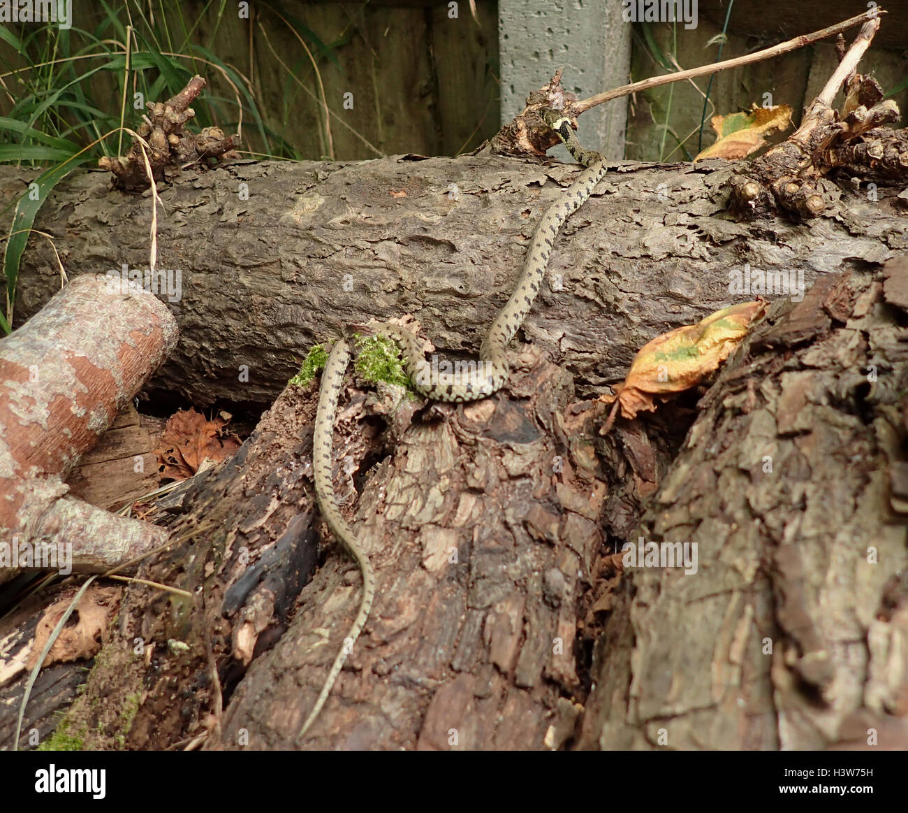 Male European grass snake (Natrix natrix) exploring a log pile Stock ...