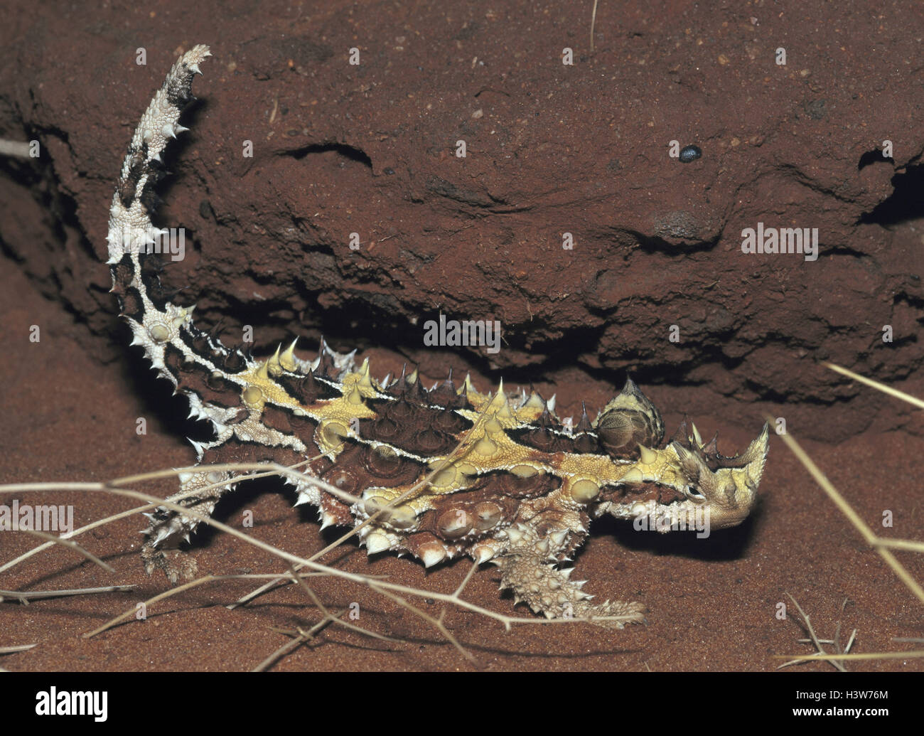 Moloch australia hi-res stock photography and images - Alamy