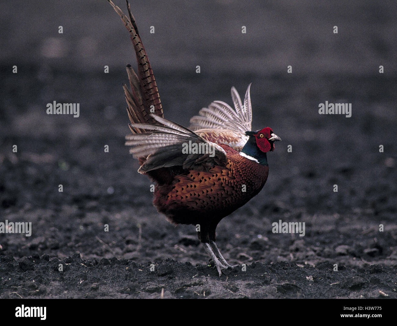 Hunting pheasant, Phasianus colchicus, little men, court birds, bird ...