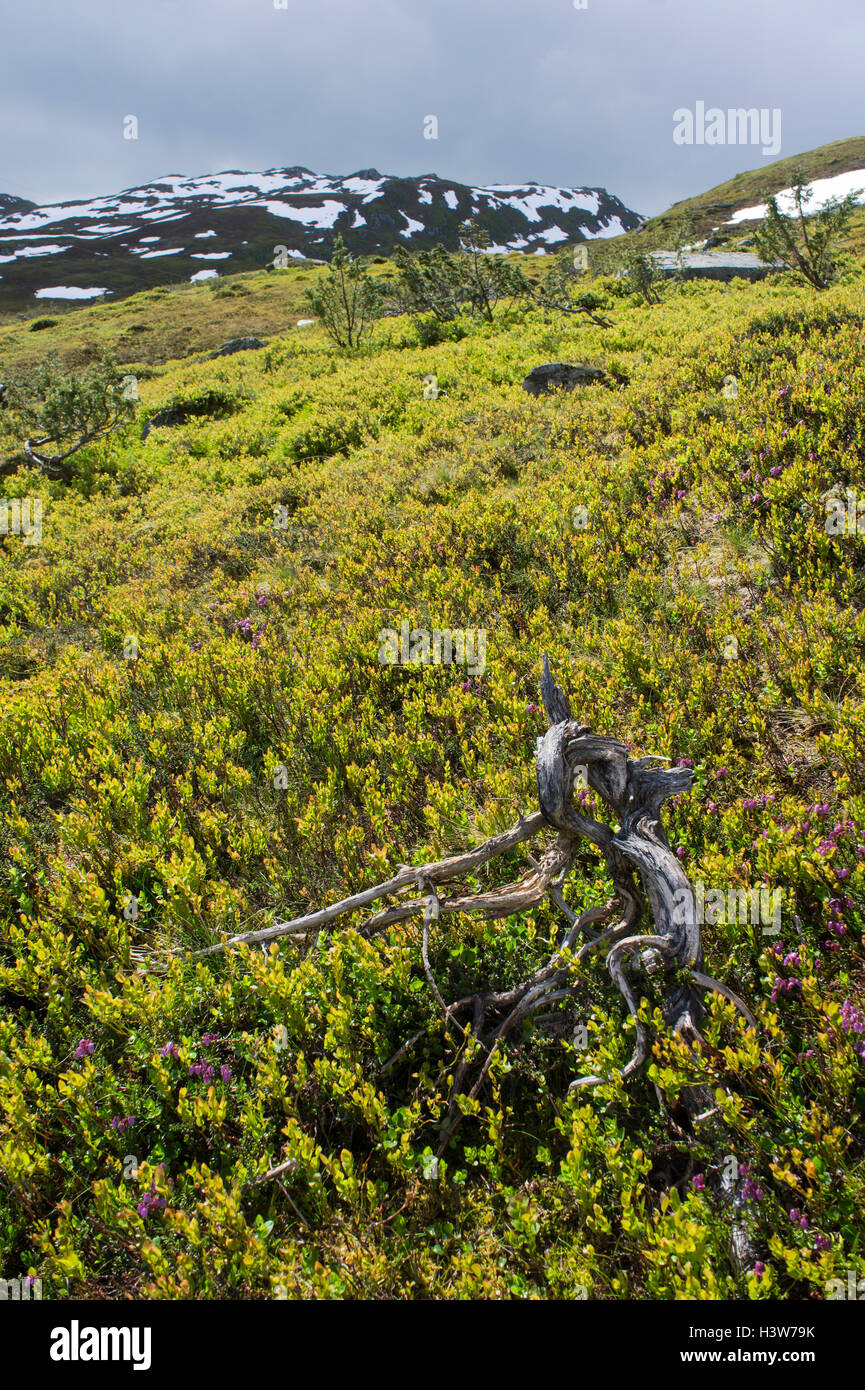 In the norwegian Fjell near Luster, Sognefjord Stock Photo - Alamy