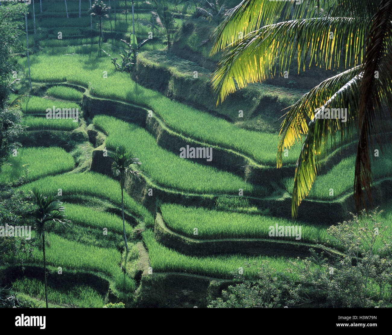 Indonesia, Bali, Tegallalang, travel terraces, Asia, growing travel ...