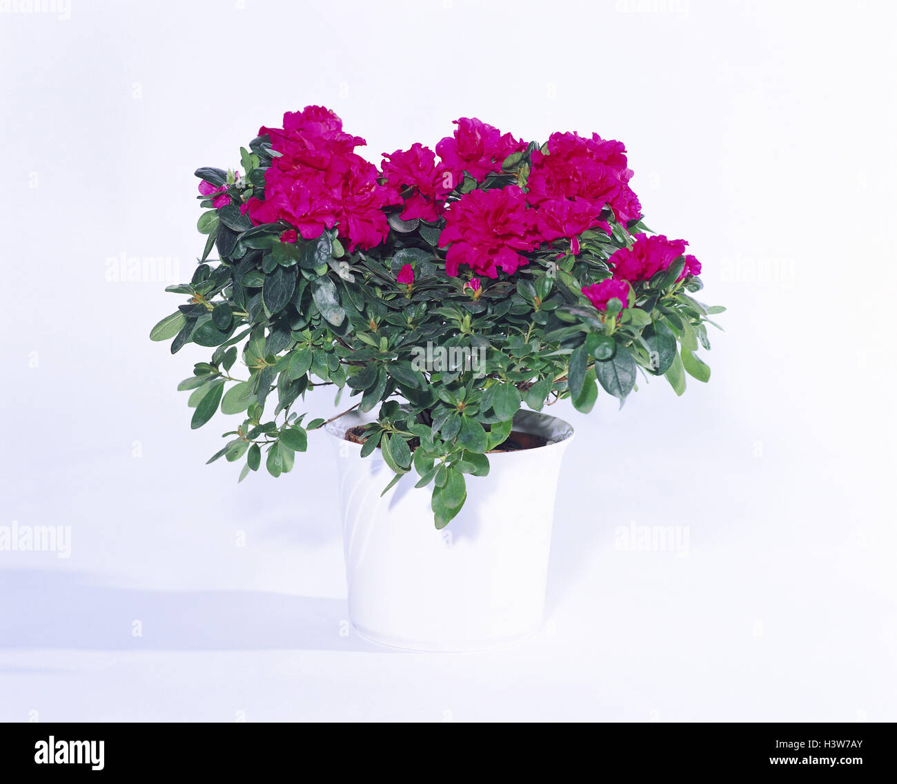 Potted plant, Indian azalea, rhododendron simsii Indian azalea indoor ...