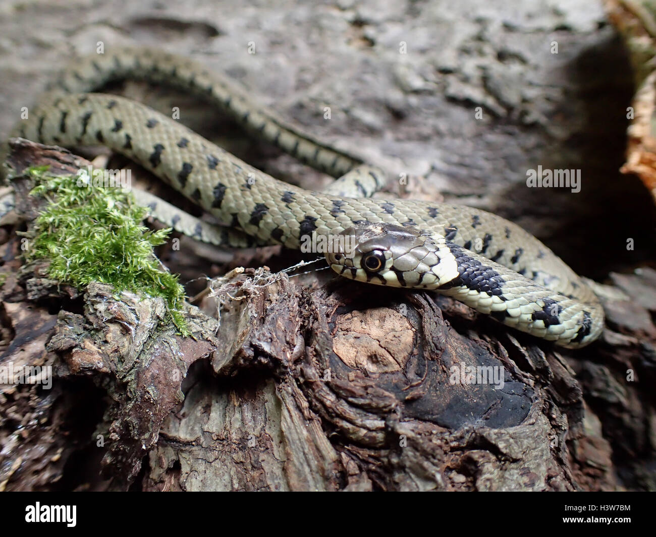 Male European grass snake (Natrix natrix) on a log pile removing ...