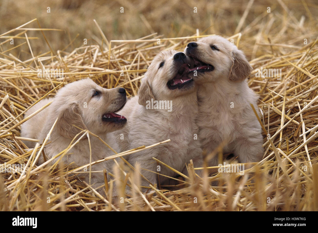 Dog puppies, Golden retriever, three, play, straw, animals, mammals ...