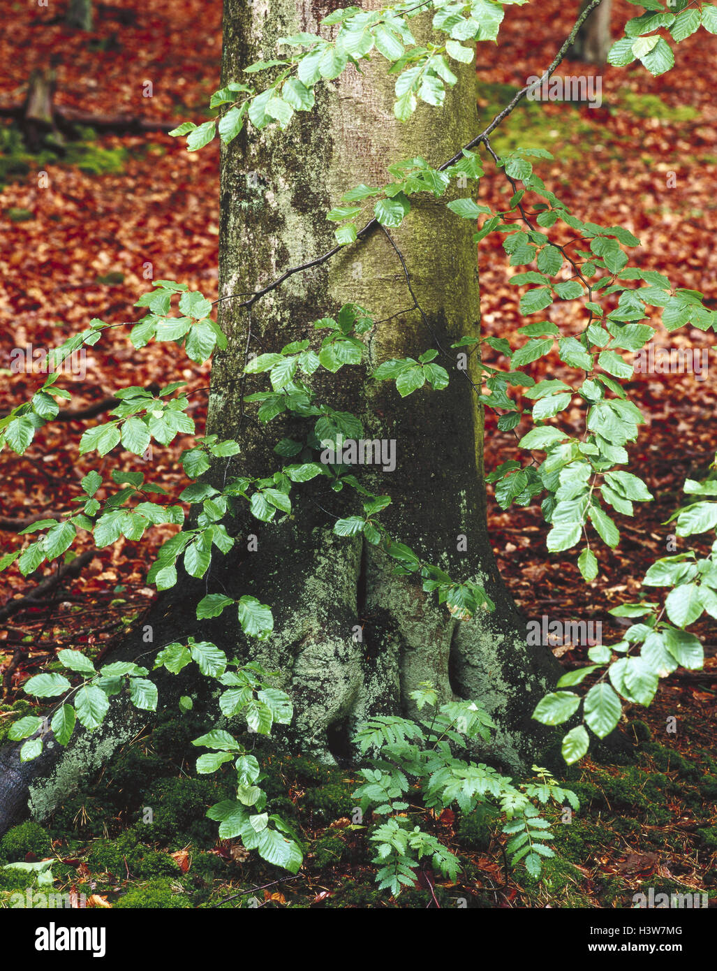 Wood, book, Fagus spec., detail, strain, leaves, beech family, tree ...