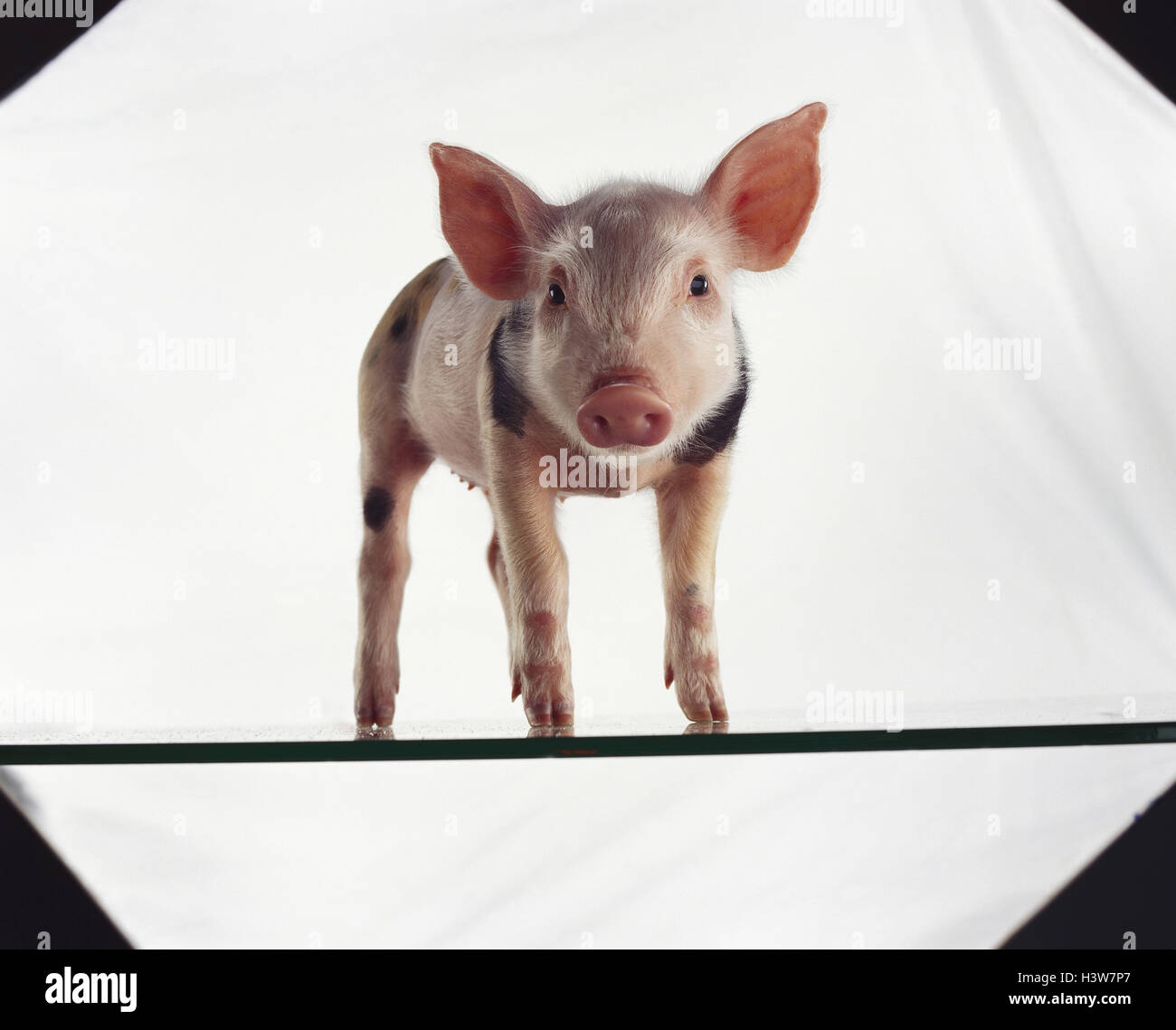 Piglet animals, animal, mammals, mammal, benefit animals, benefit ...