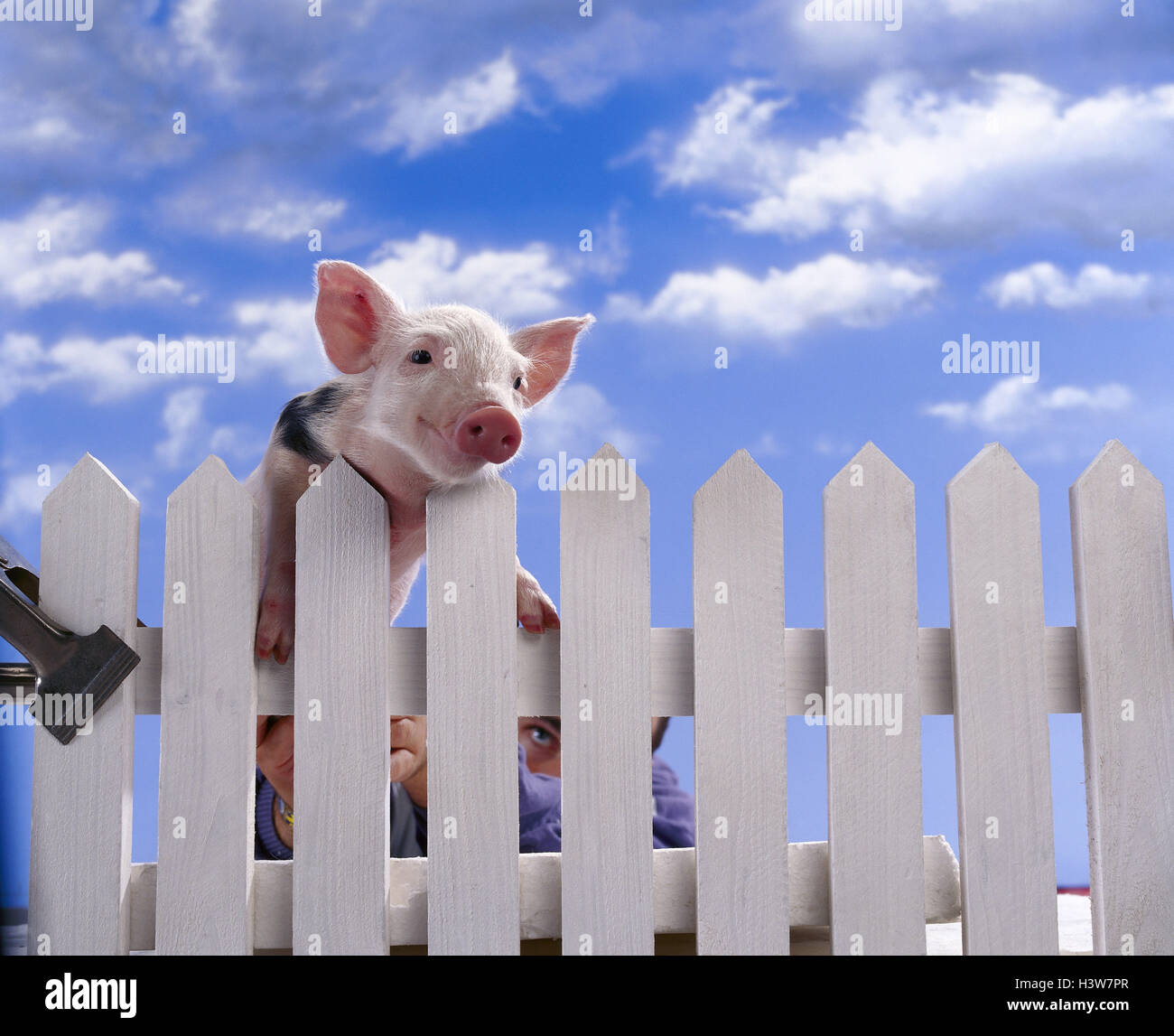House pig, piglet, mottled, garden fence, cloudy sky, [M], mammals ...