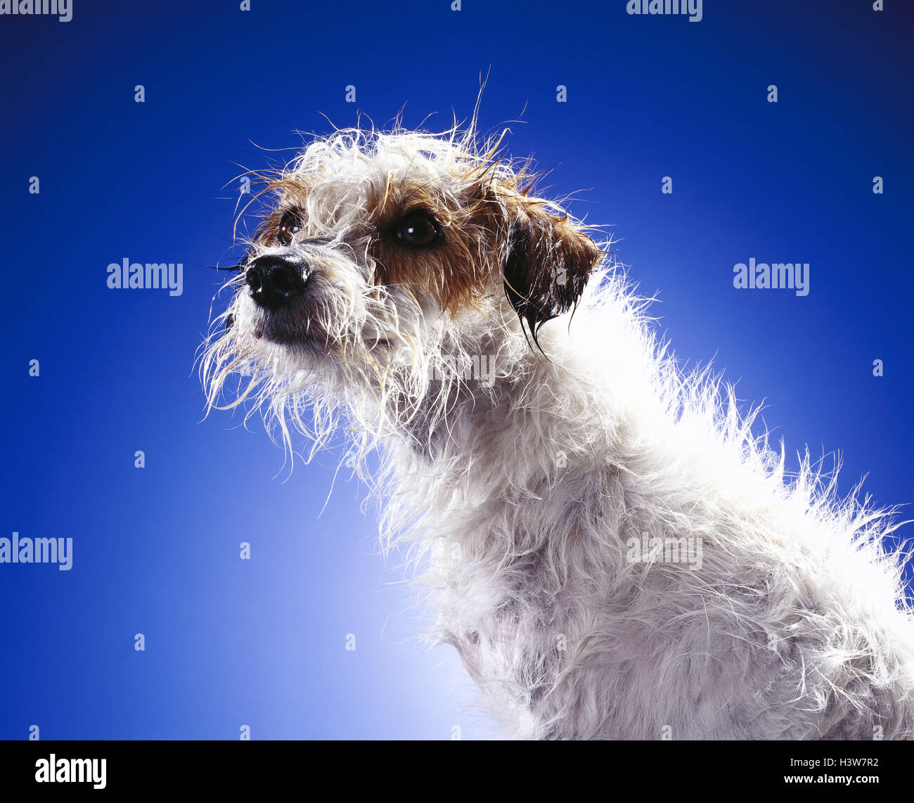 Hybrid dog, wet, unkemptly, detail, mammal, doggy, Canidae, pet, hybrid ...