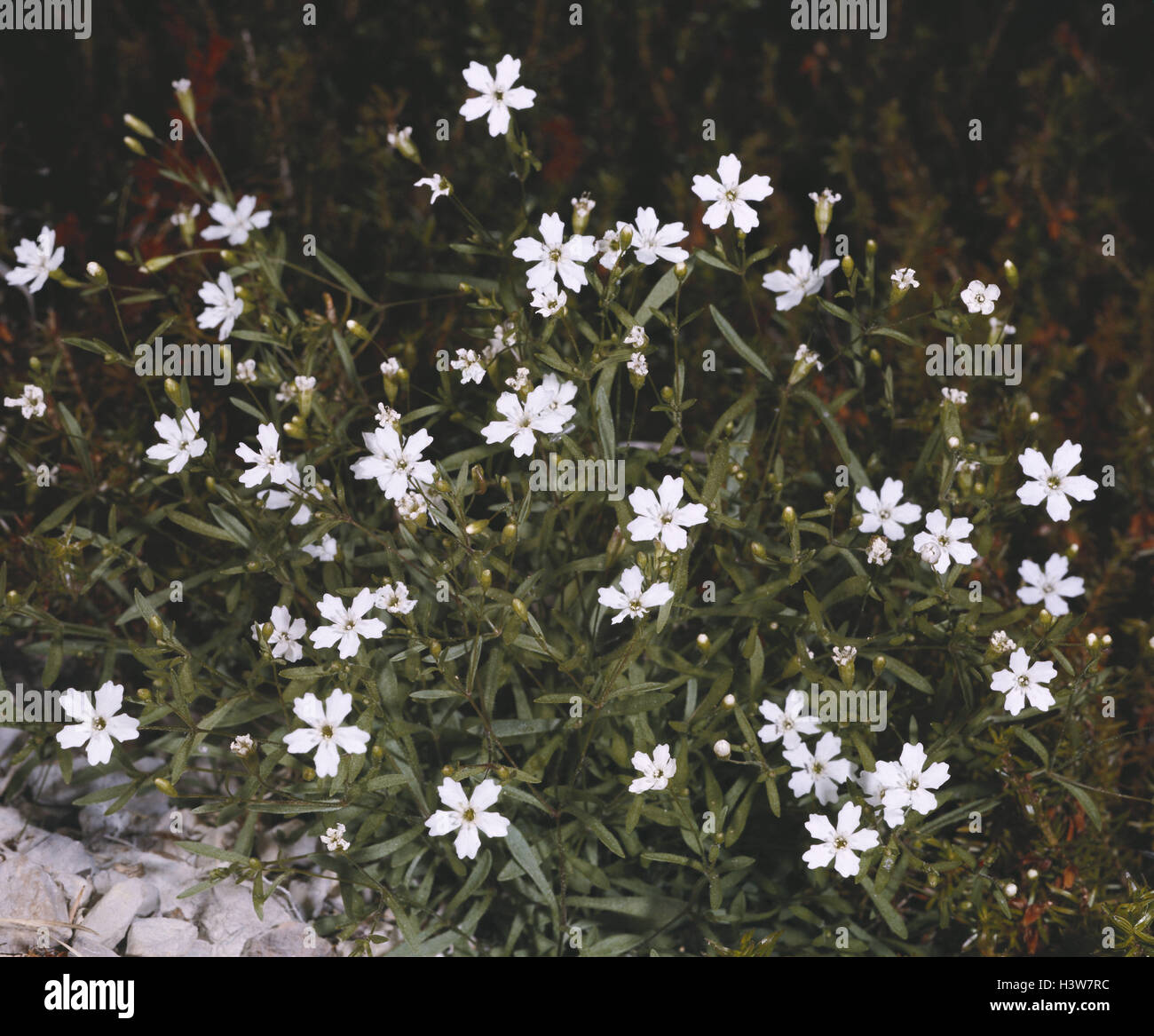 Vierzähniger ray semen, Silene pulsilla, nature, botany, flora, plants ...