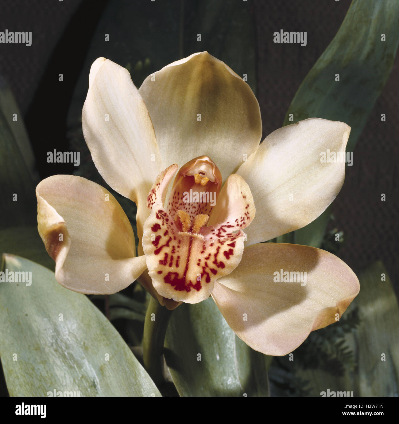 Orchid, Cymbidium spec., blossom, close up, nature, botany, flora ...