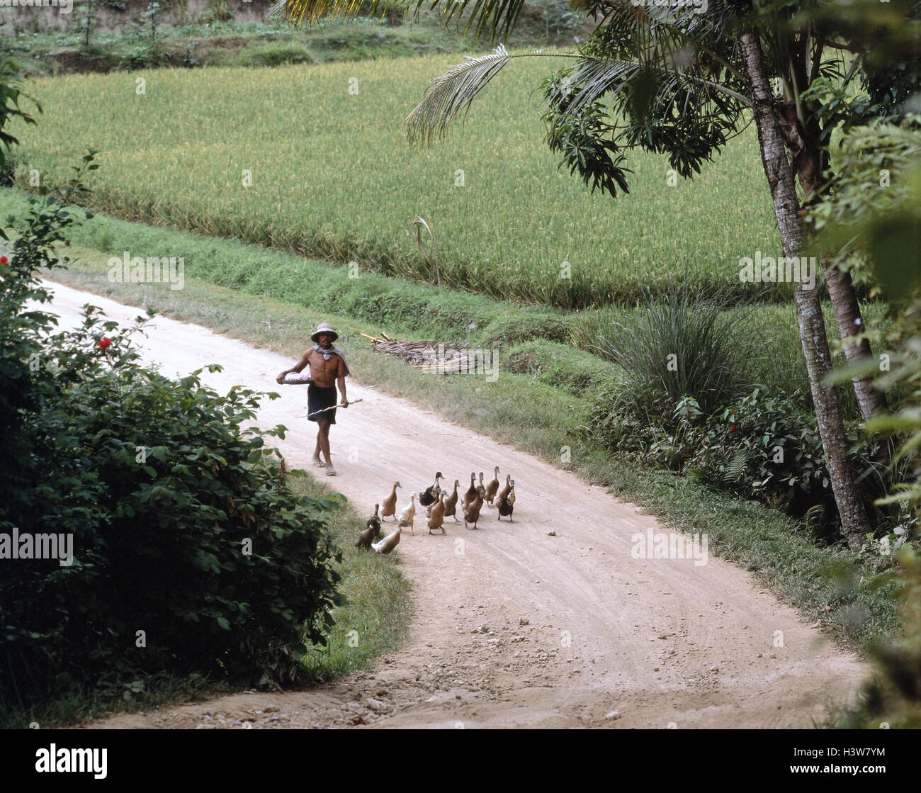 Indonesia, Bali, local, ducks, small Sundainseln, island, field, man ...
