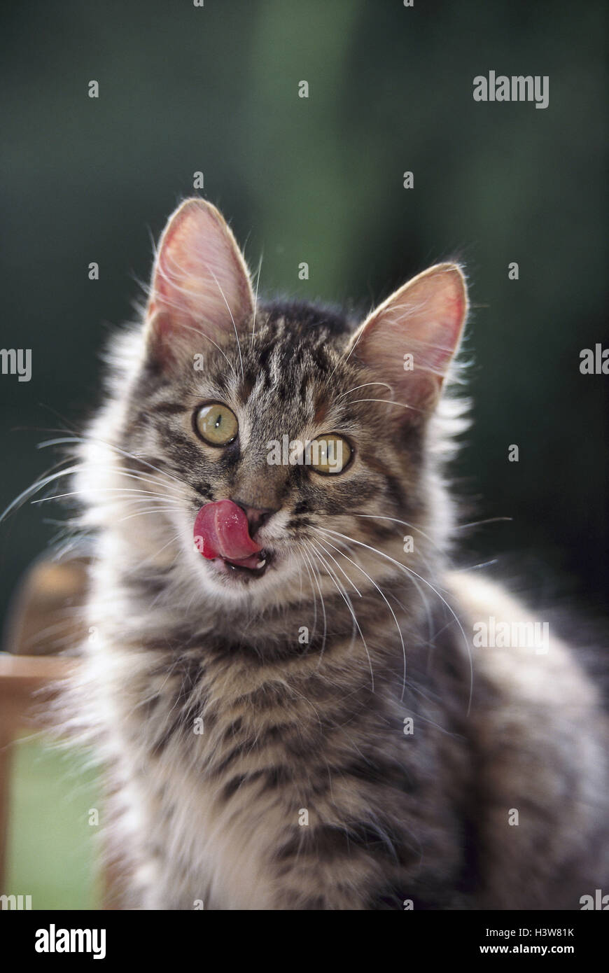 Siberian cat, young animal, leak, snouts, mammals, mammal, Feliidae ...