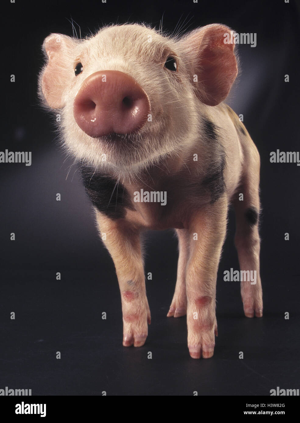 Sus scorfa domesticus hi-res stock photography and images - Alamy