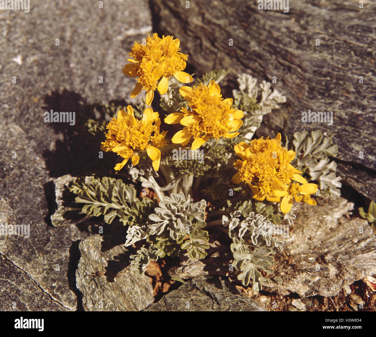 Grey cross herb hi-res stock photography and images - Alamy