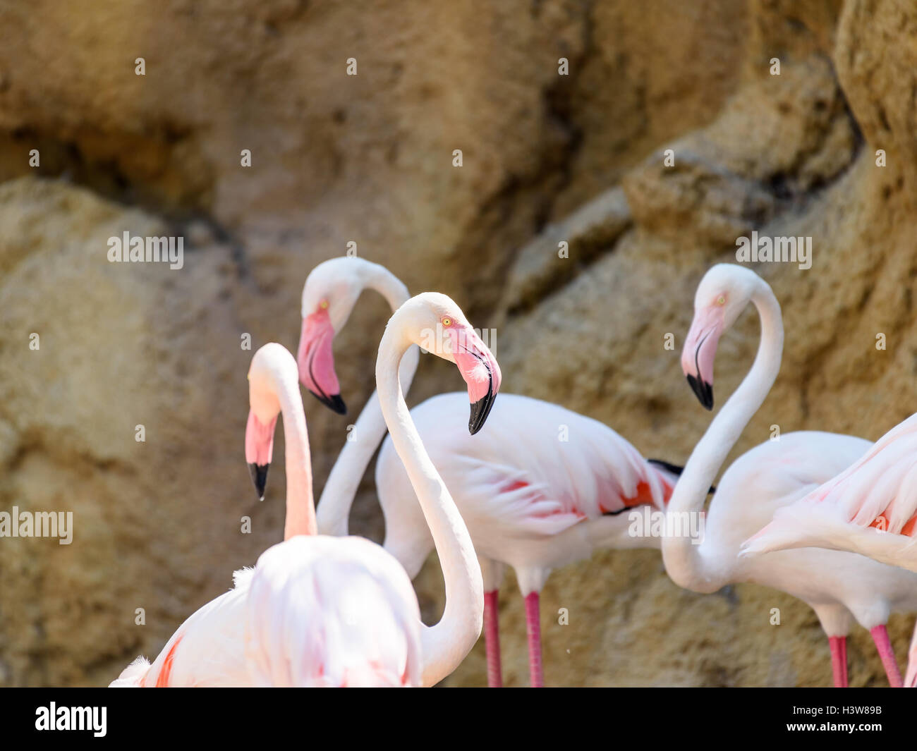 Wild Pink Flamingo Birds In Nature Stock Photo - Alamy