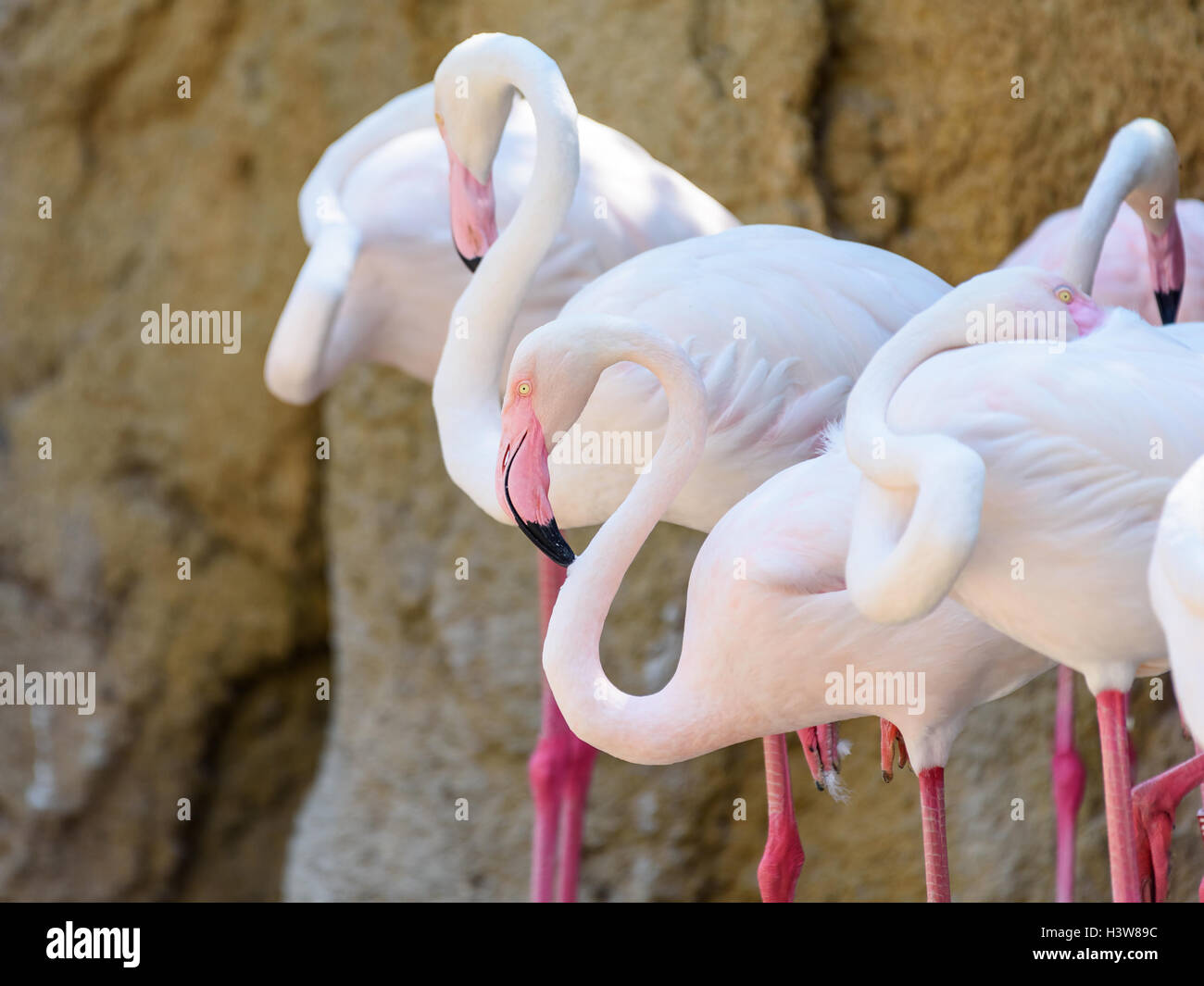 Birds of nature hi-res stock photography and images - Alamy