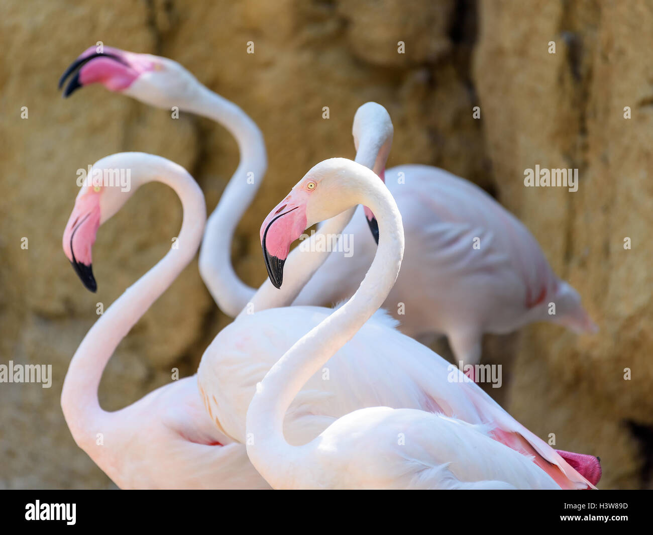 Beautiful flamingo birds in zoo hi-res stock photography and images - Alamy