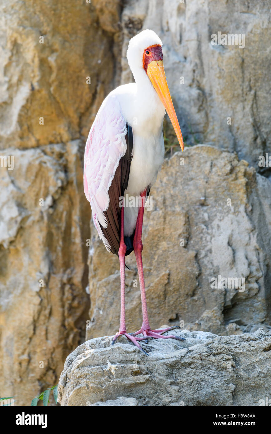 African Yellow Billed Stork Bird Stock Photo - Alamy