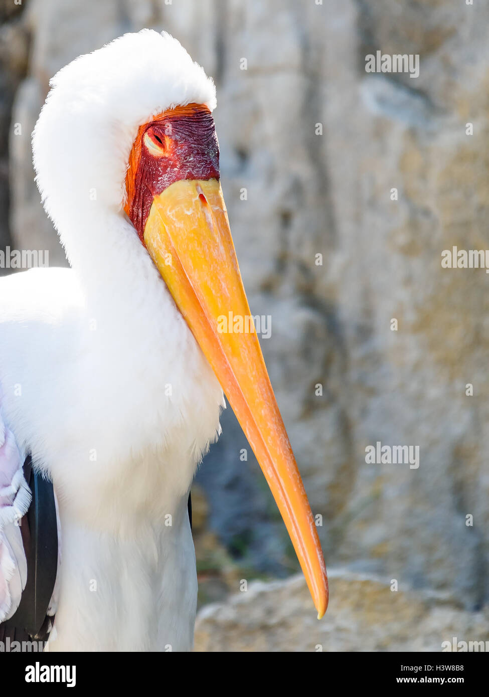 African Yellow Billed Stork Bird Stock Photo - Alamy