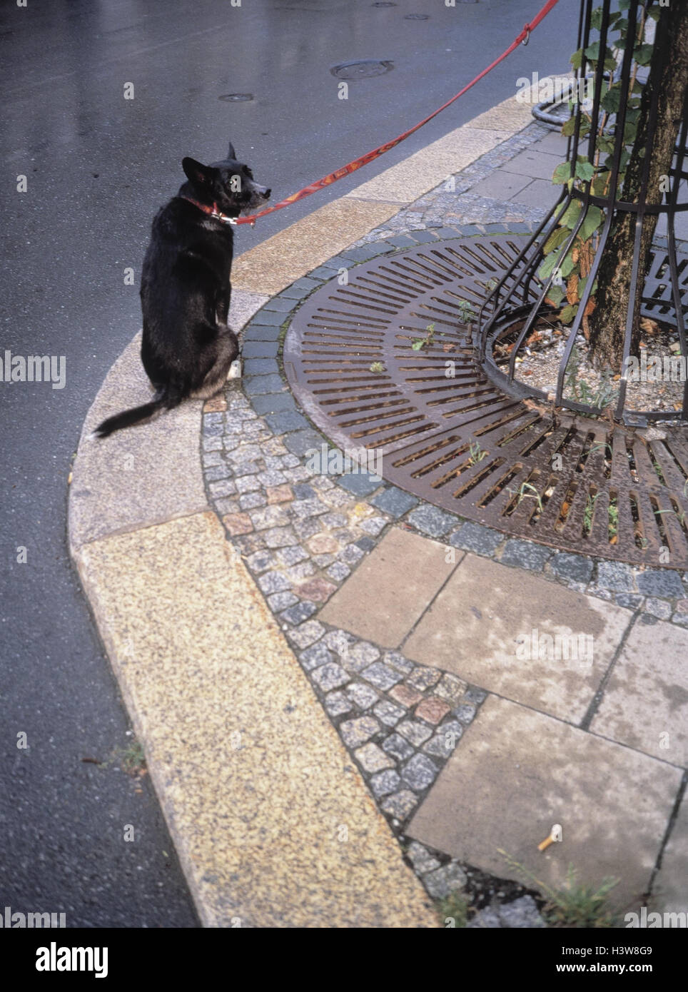 Hybrid dog, put out, tree, bound, animal, animals, mammal, mammals ...