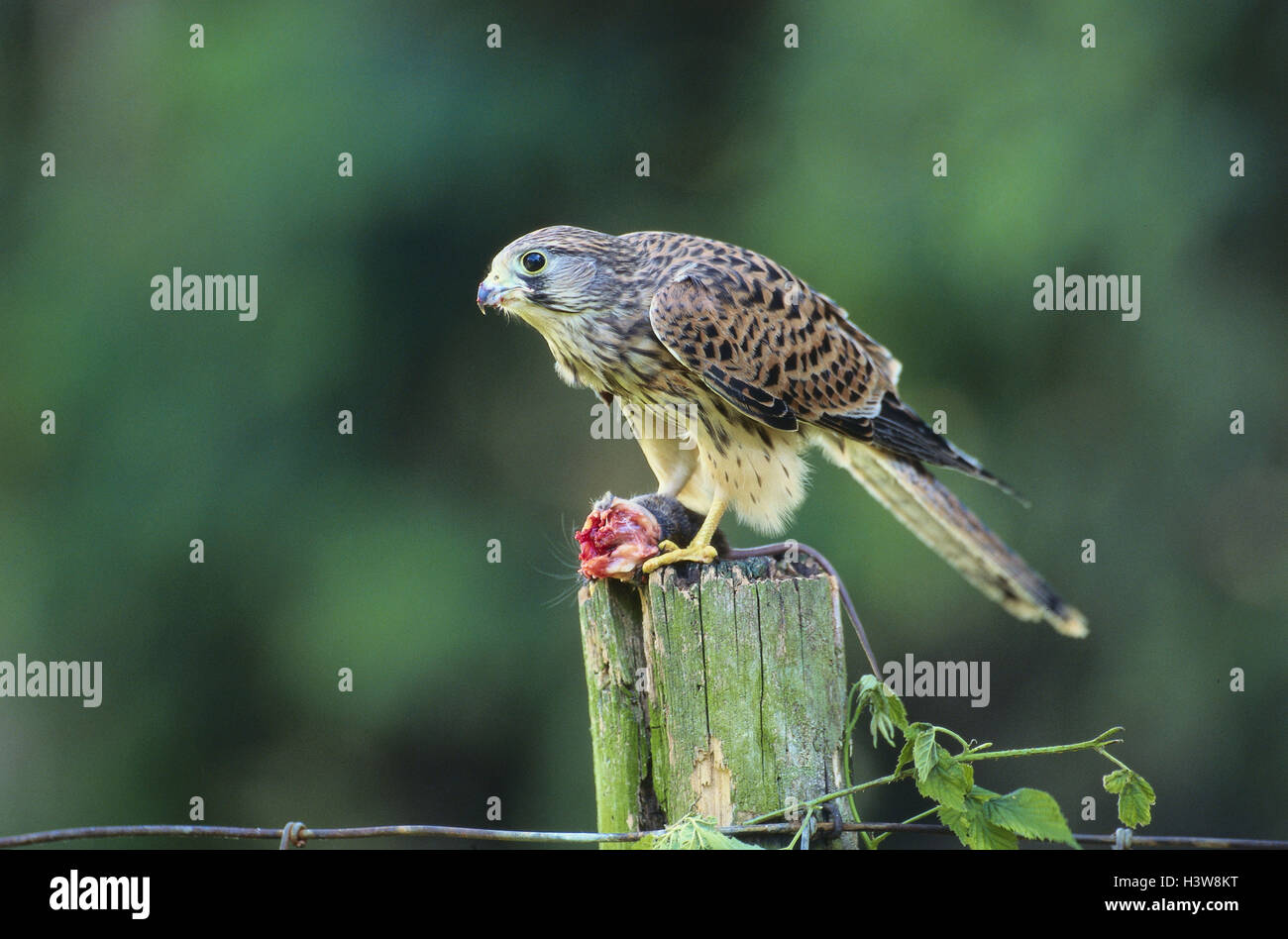 Kestrel (Falco tinnunculus), sits on fence pole, prey (mouse Stock ...
