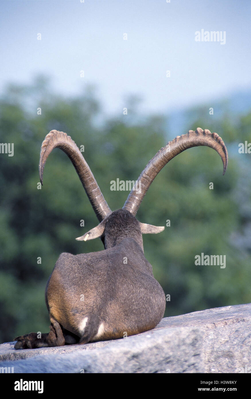 Zoo, bile, Capricorn, Capra ibex, back view Germany, animal park ...