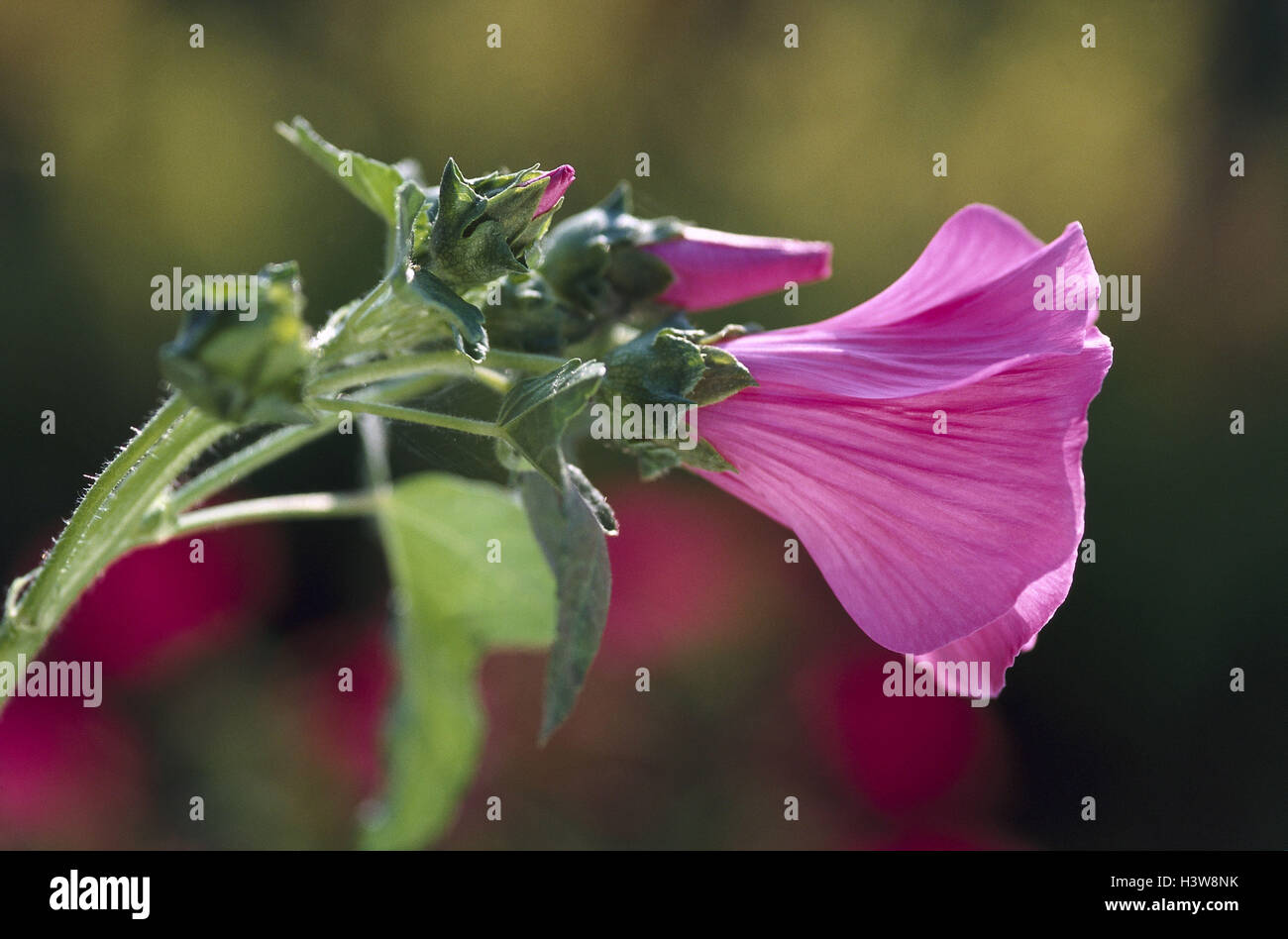 Mallow, Malva spec., blossom, close up, nature, botany, plants, Malva ...