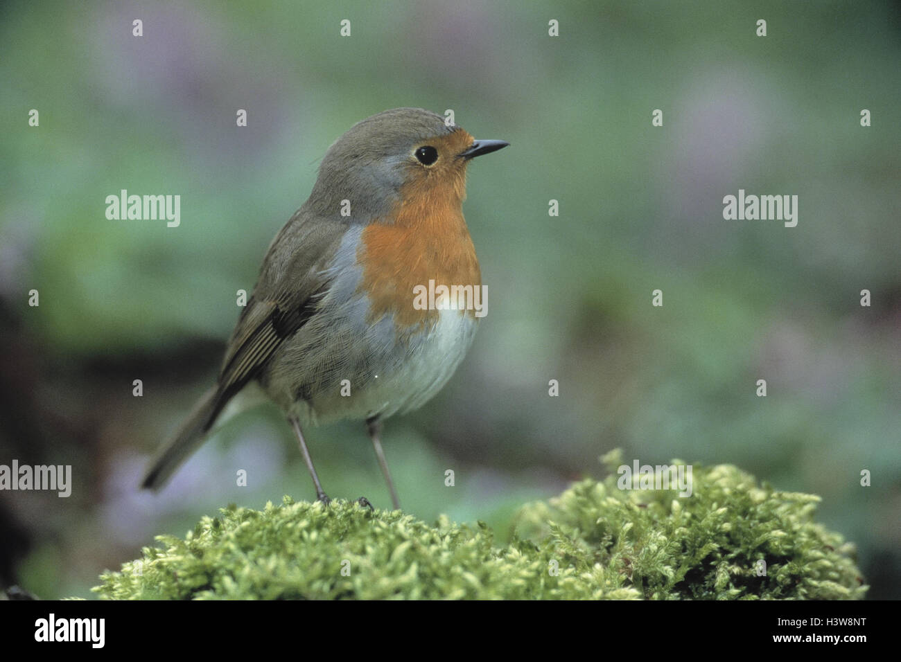 Redbreasts, Erithacus rubecula, animal, animals, bird, birds, ave ...