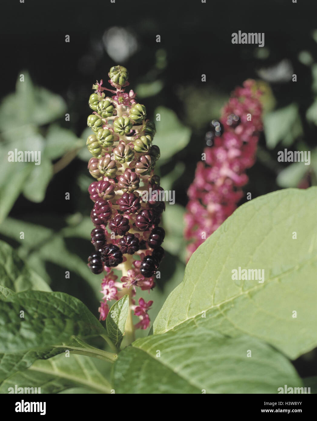 Phytolacca family hi-res stock photography and images - Alamy
