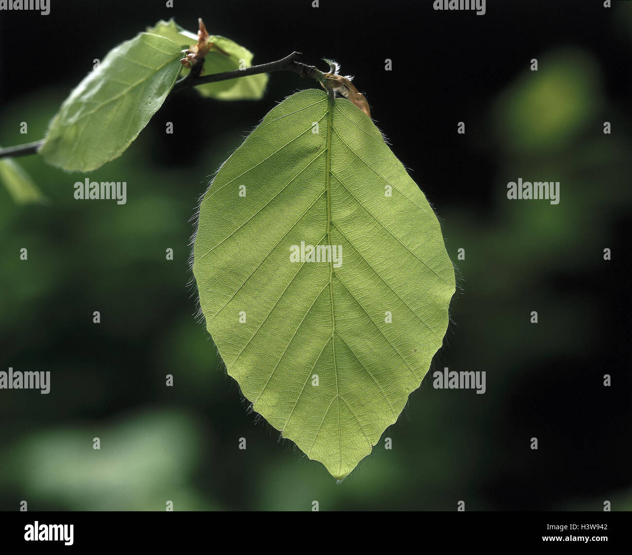 Copper beech, Fagus silvatica, detail, leaves, trees, tree, beech trees ...