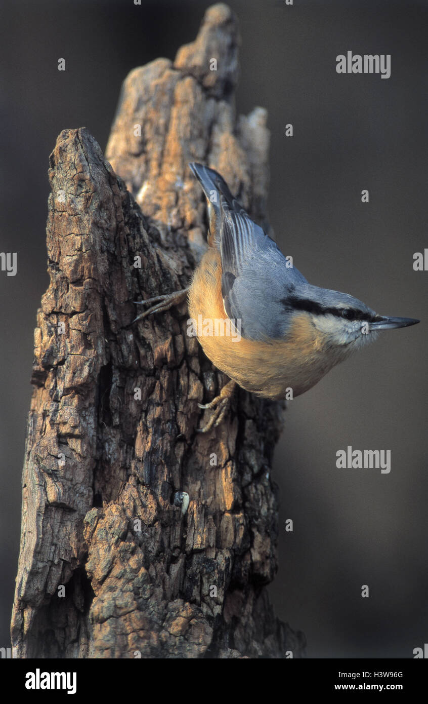The nuthatch the trunk can run down trunk, nuthatch, Sitta europaea ...