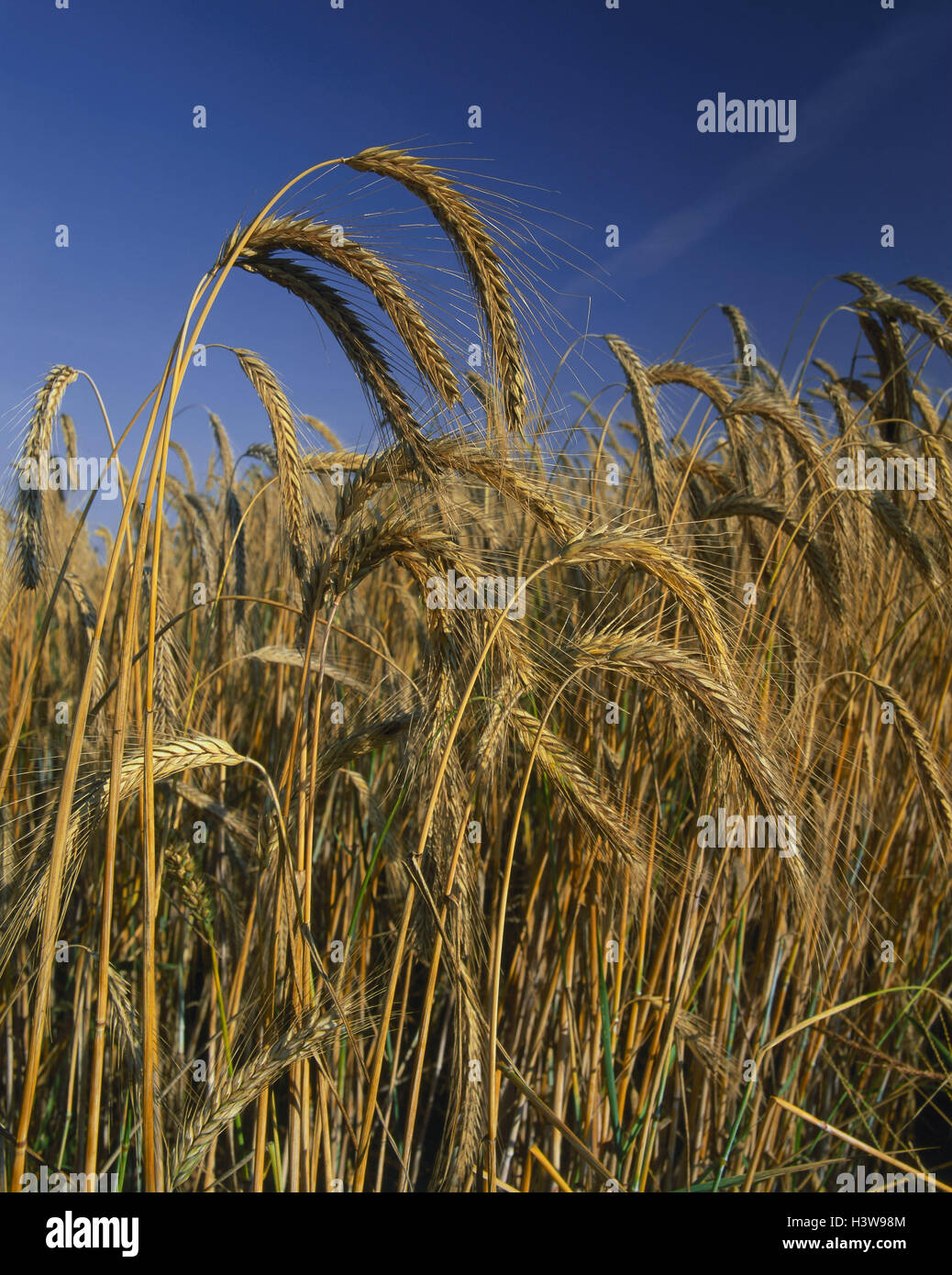 Rye barley, Hordeum nodosum, grain, grain-field, rye barley, outside ...
