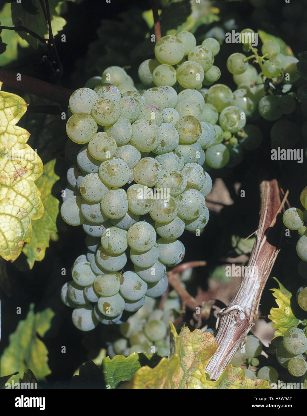 Vine, detail, grapes, green, vine, vine, grapes, vine, grape, wine ...