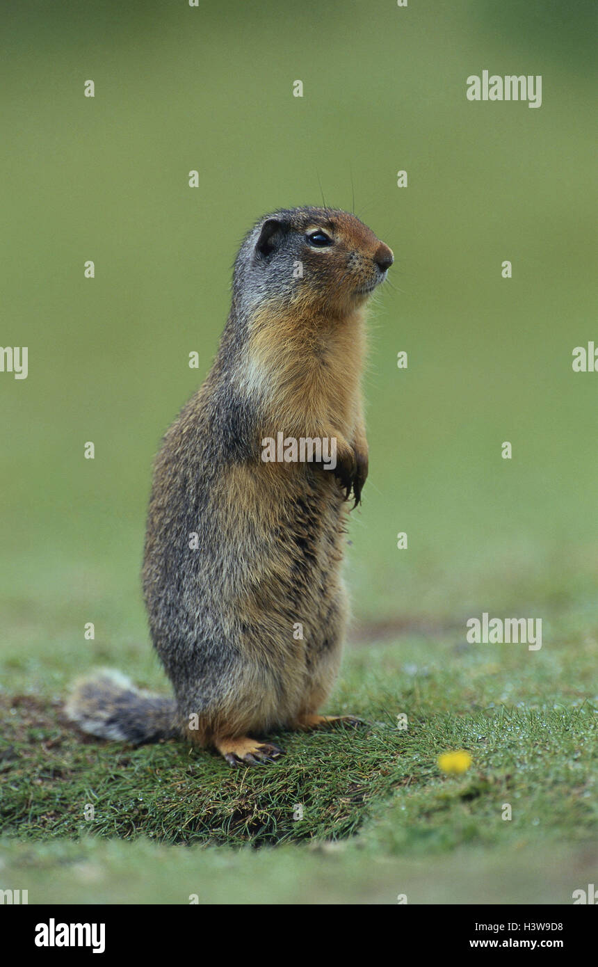 Ziesel (Citellus spec Stock Photo - Alamy