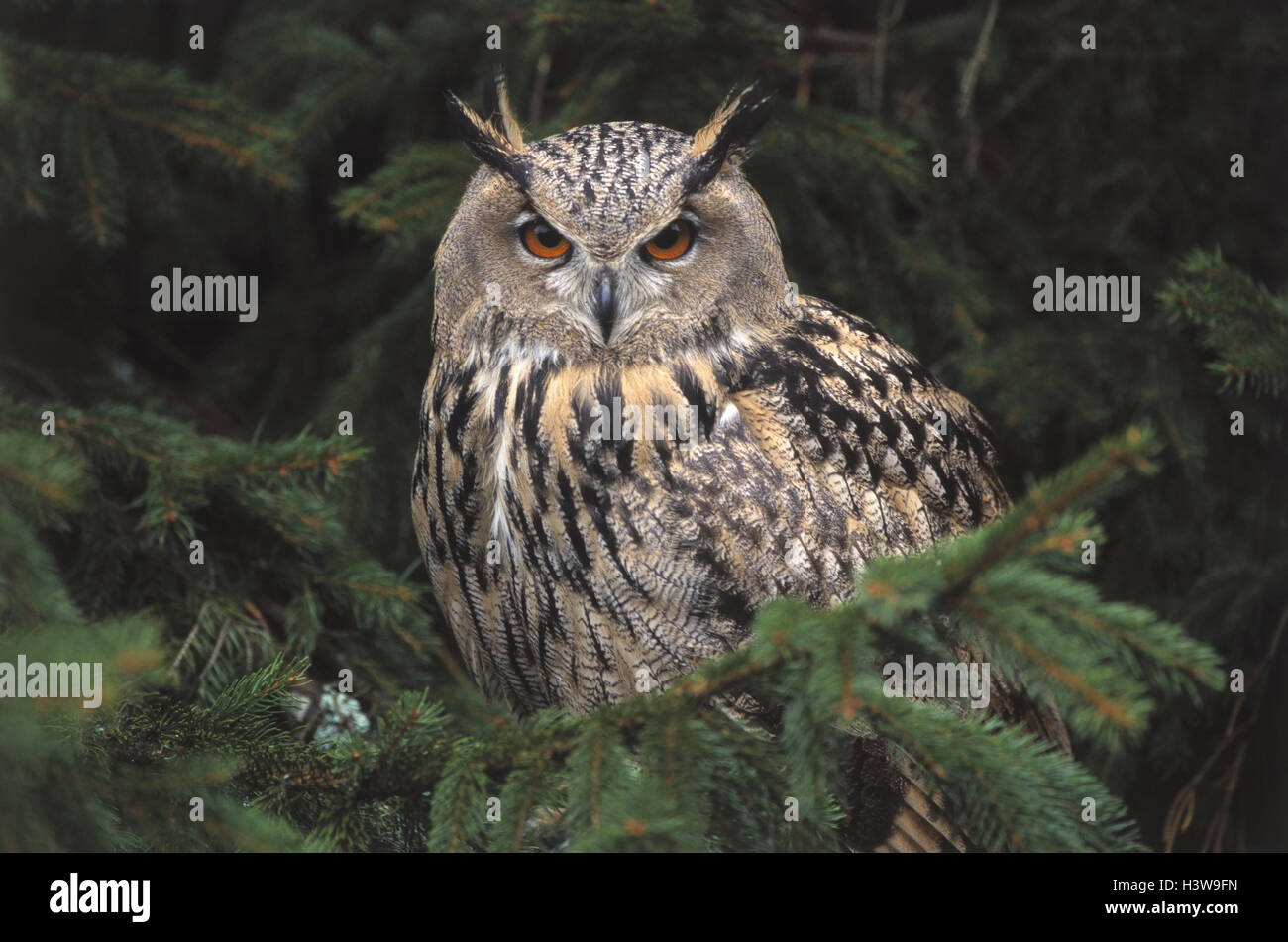 Conifer, eagle owl, bubo bubo, bird 2005 Germany, wood, tree, spruce ...