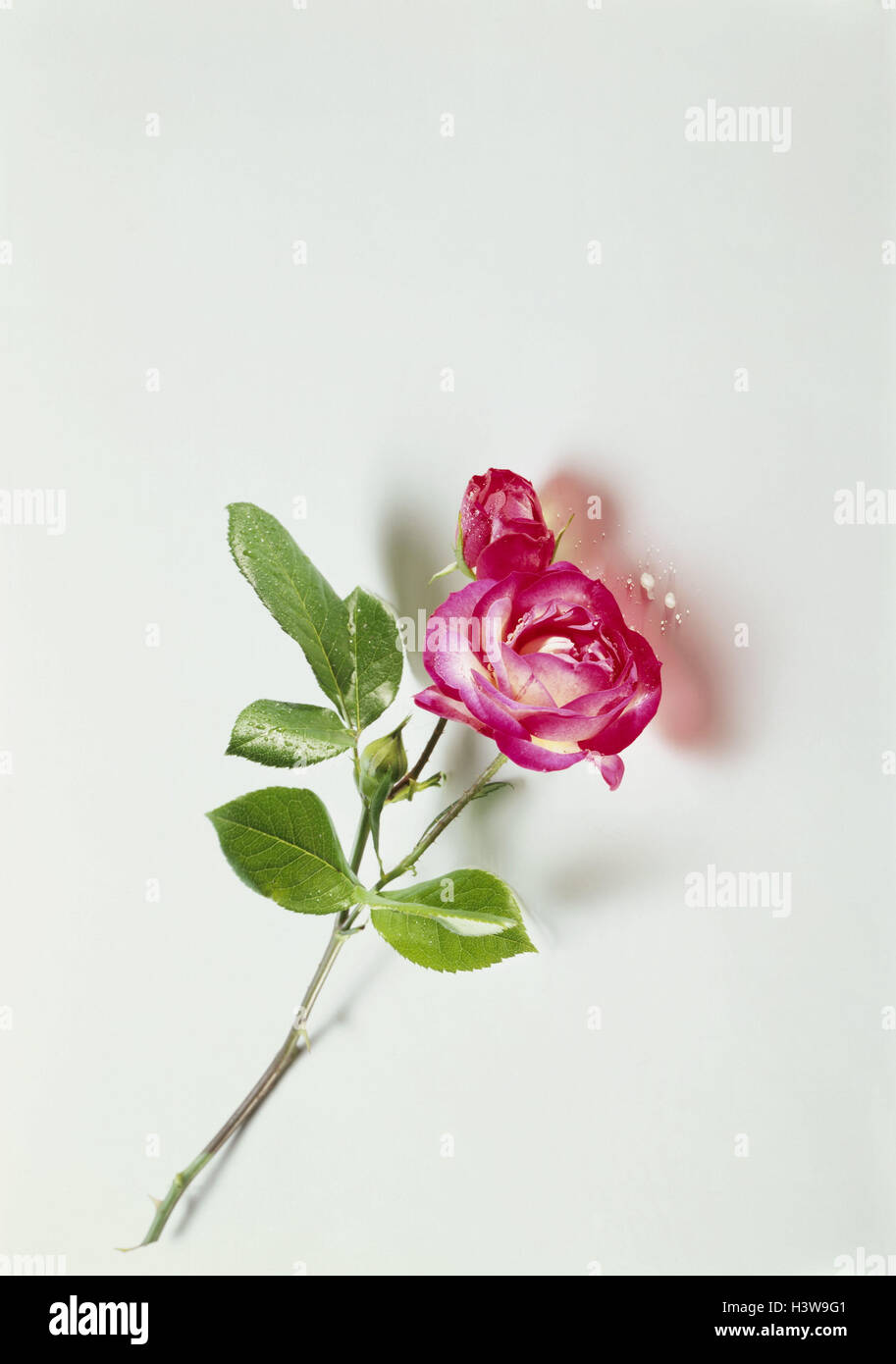 Rose, dewdrop, flower, blossoms, buds, two, pink, softly, icon, love ...