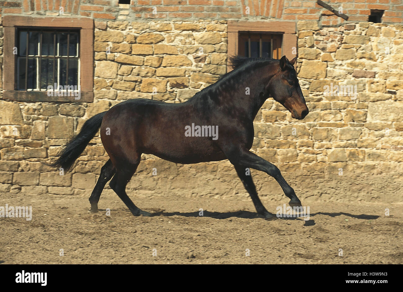 Horse / old Real Stock Photo - Alamy