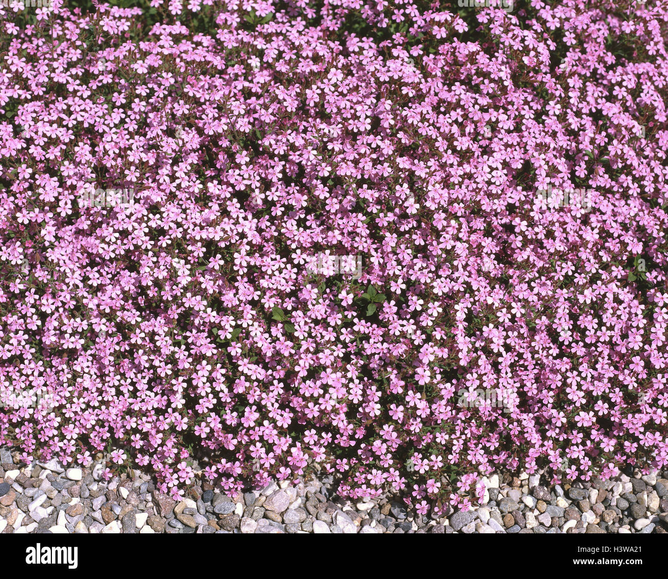 Violet pebbles hi-res stock photography and images - Alamy