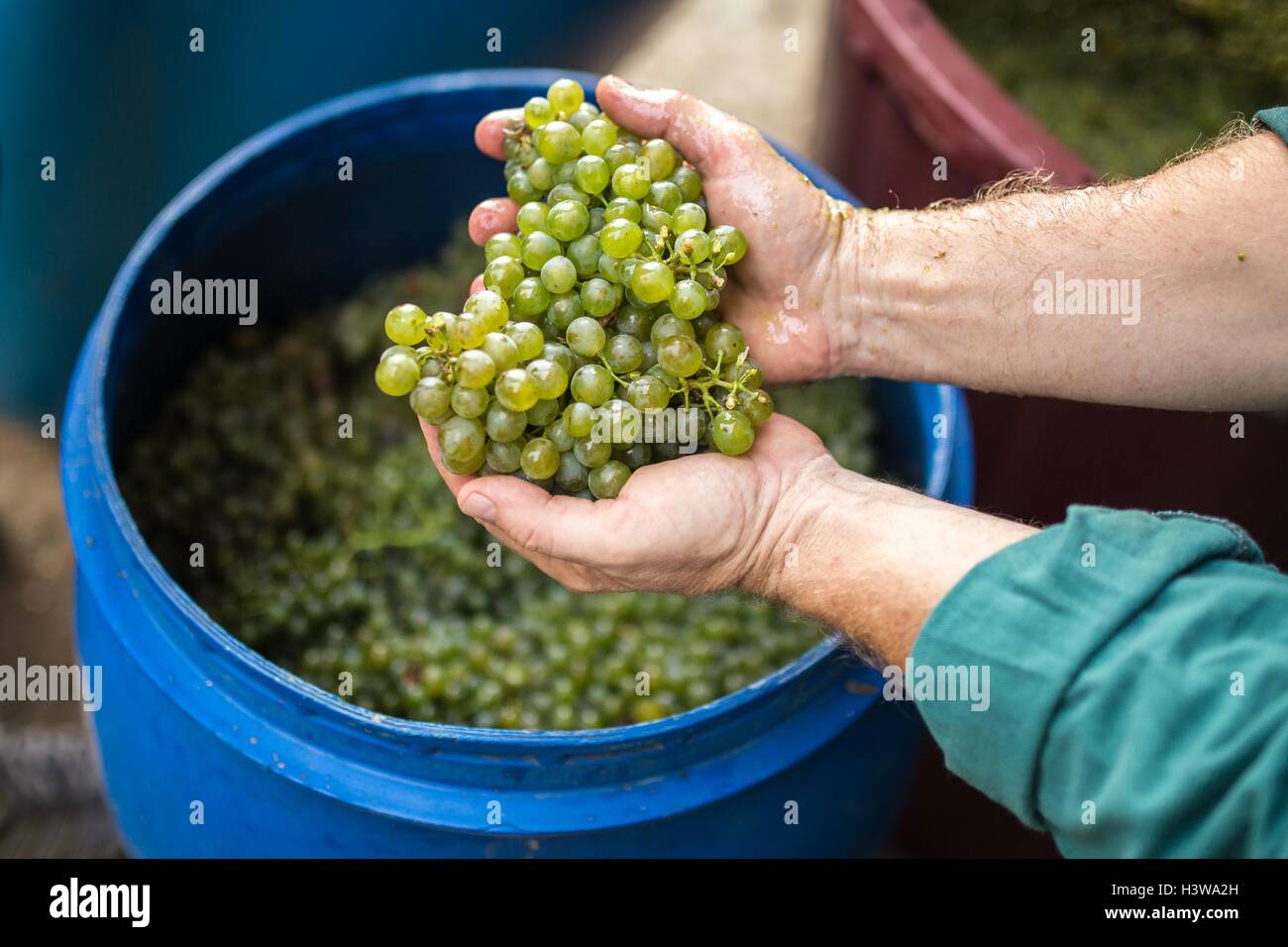Processing of wine grapes Stock Photo - Alamy