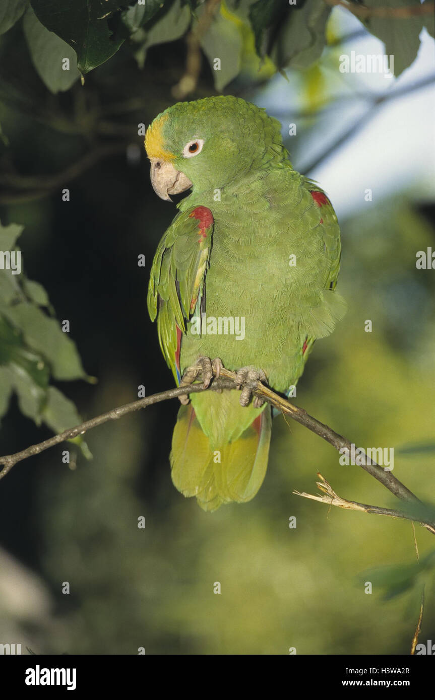 Amazona ochrocephala panamensis hi-res stock photography and images - Alamy