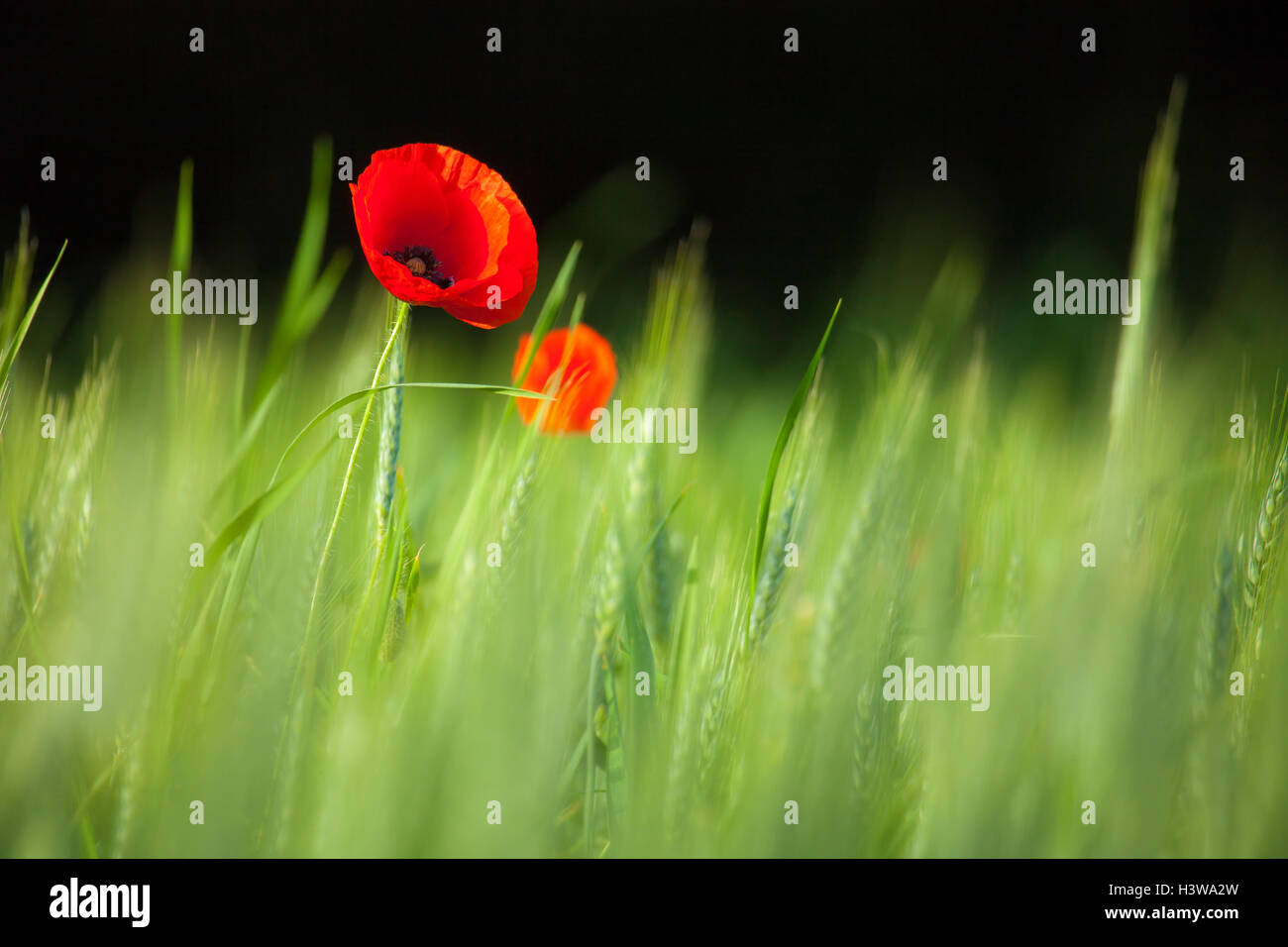 Poppy in rye field Stock Photo - Alamy