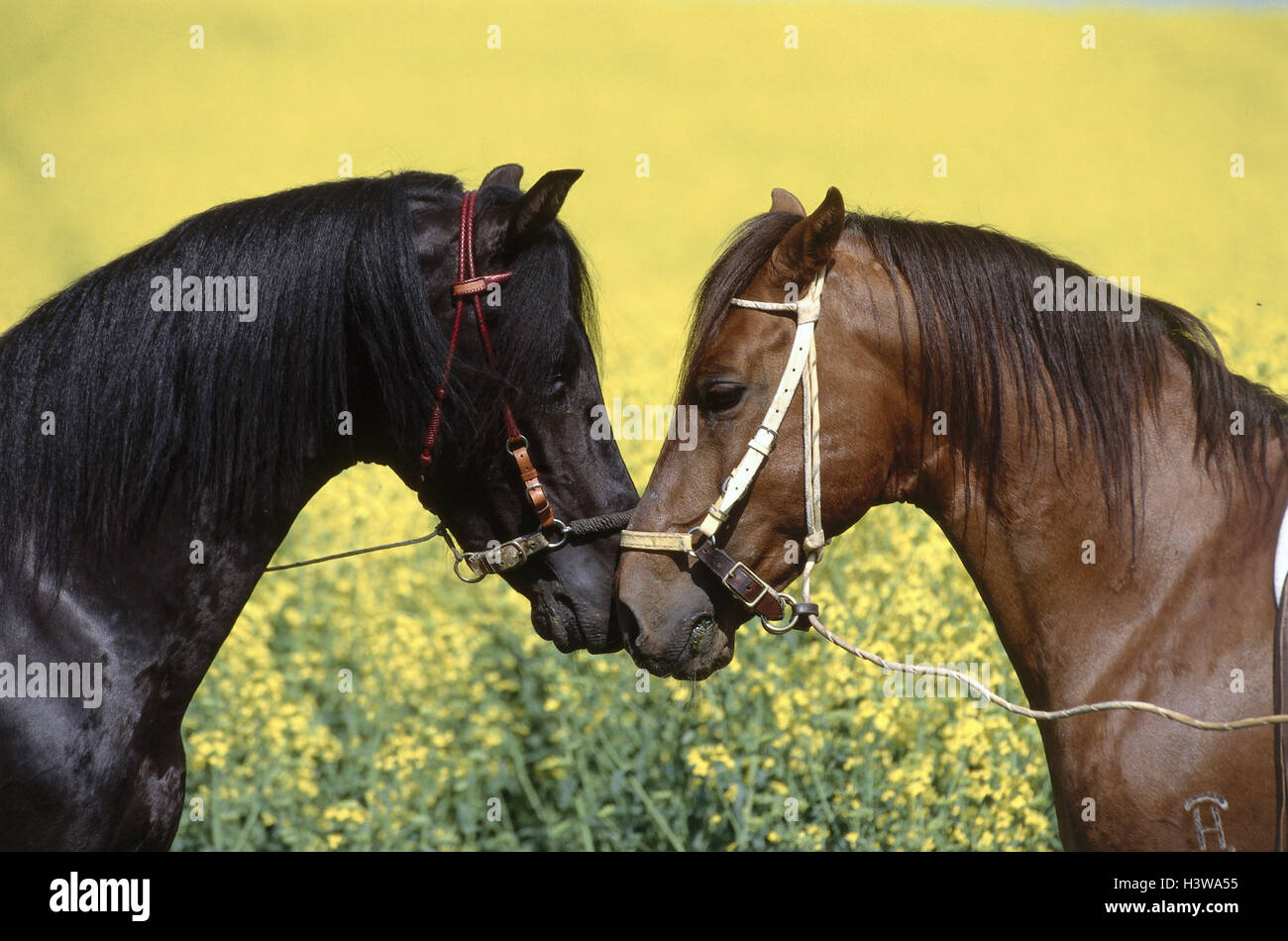 Rape field, horses, two, portrait, side view, animals, mammals ...